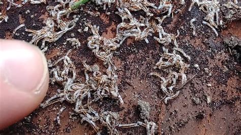 Small ~1cm White Worms Under Spruce Bark R Whatsthisbug