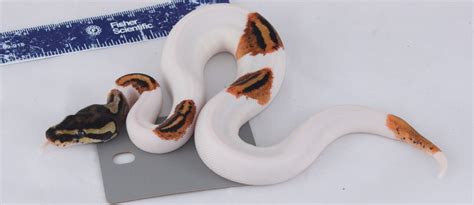 Pumpkin Pied Ball Python