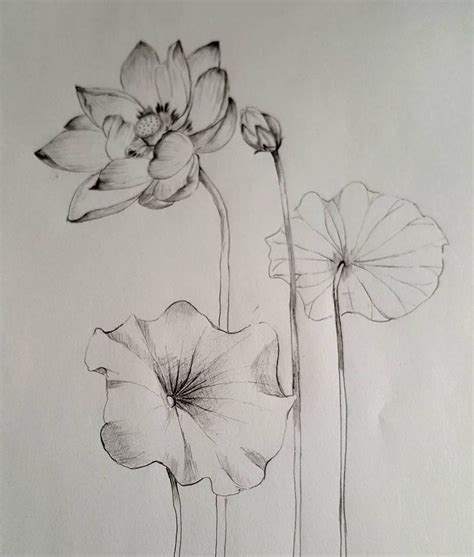 연꽃그리기~~ 자수도안해봅니다~ 아직은 바람의 도움으로 션합니다 연꽃 자수도안 꽃그림 꽃스타그램🌹 연필스케치 Sketch Sketching