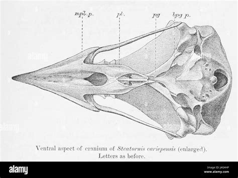 The Steatornis Skull Represents The Remains Of The Bird Species Known