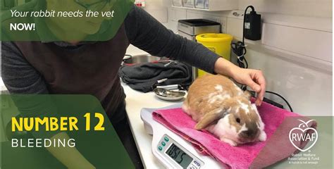 The Rabbit Welfare Association And Fund Your Rabbit Needs The Vet Now
