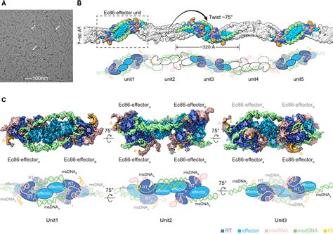 Dna Methylation Activates Retron Ec86 Filaments For Antiphage Defense Cell Reports
