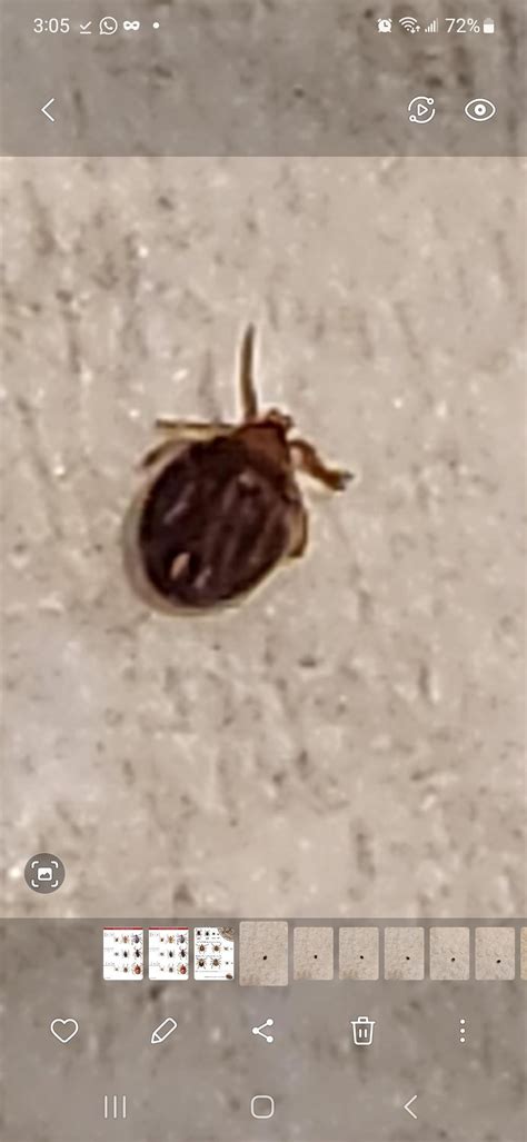 Southern Quebec Wooded Area Help With Id Rticks