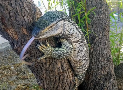 Stella My Rescued Btm Climbing Her First Tree Rreptiles