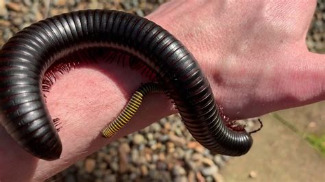 African Giant Millipede Archispirostreptus Youtube