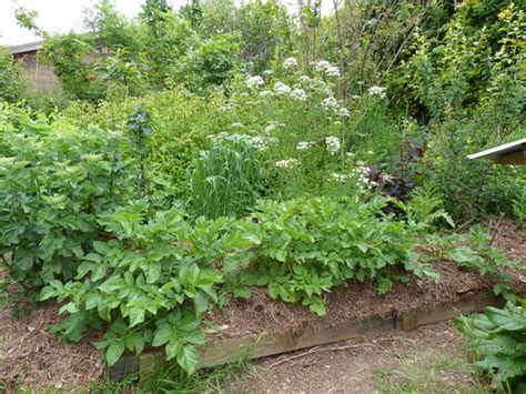 3 Vidéos Du Jardin De Philip Forrer Dans Laude [11] Bel Exemple De Permaculture Plaisible