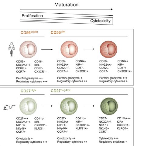 Nk Cell Subsets In Human And Mouse Human Nk Cells Are Classically