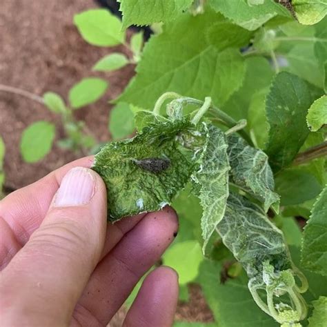 Garden Dilemmas Delights And Discoveries Ask Mary Stone Hydrangea Leaf