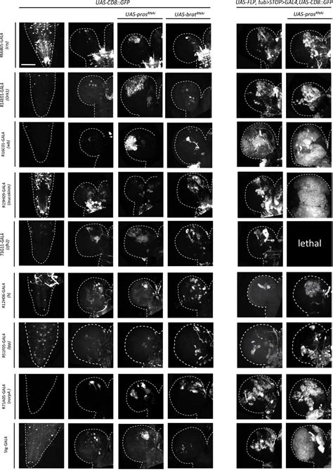Figures And Data In Spatiotemporally Controlled Genetic Perturbation
