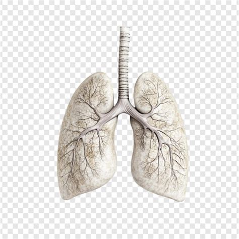 Copd Psd，高質量免費psd模板下載 Freepik