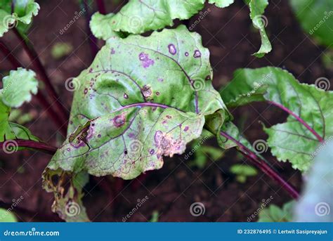 Beetroot Or Red Beet Plant Disease Stock Image Image Of Agriculture