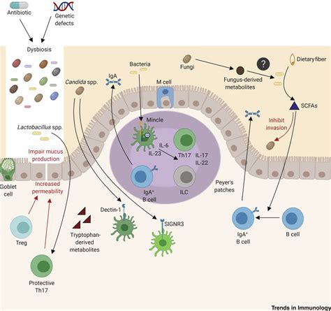 T Cell Antifungal Immunity And The Role Of C Type Lectin Receptors