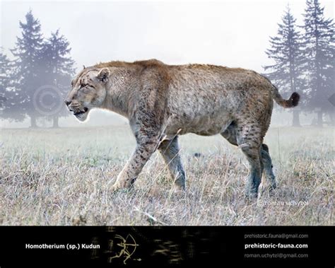 Homotherium Latidens Image Buy Uchytel
