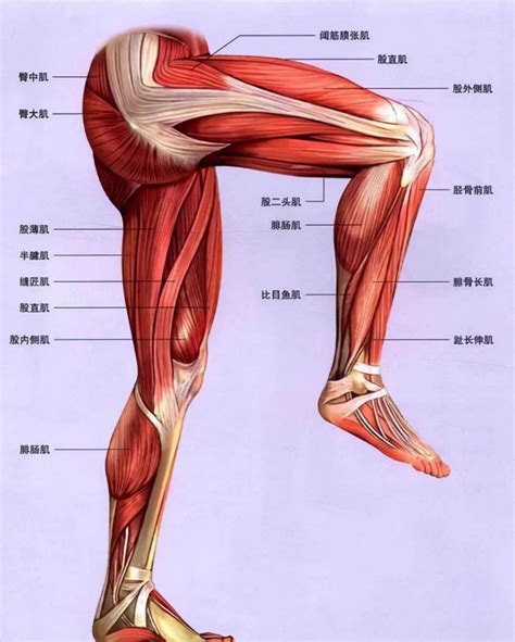 【硬核跑步】肌肉（4）——小腿肌群 知乎
