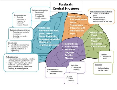 Psychology Brain Map