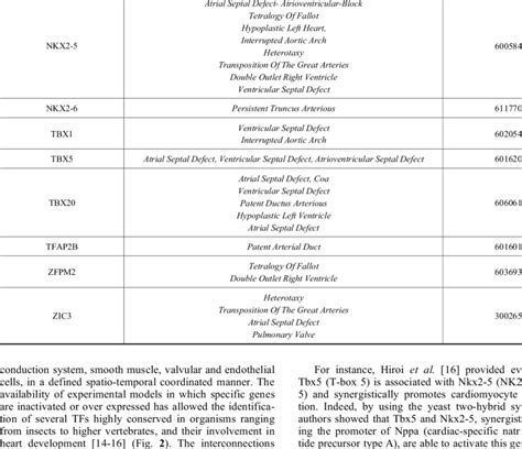 Transcription Factors Implicate In Cardiac Morphogenesis Gene Cardiac