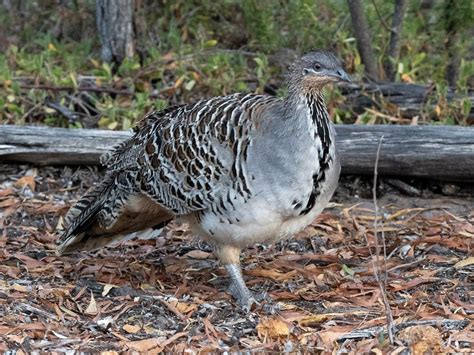 Malleefowl Ebird
