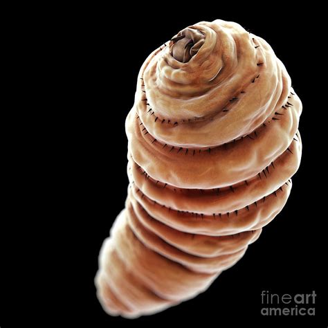 Bot Fly Larva Photograph By Science Picture Co Pixels