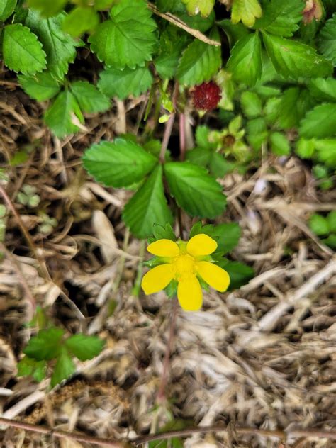 Tiny Yellow Flowers — Native Front Yard