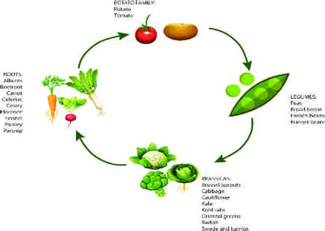 10 Illustration Of Crop Rotation For Irrigated Vegetables Download Scientific Diagram