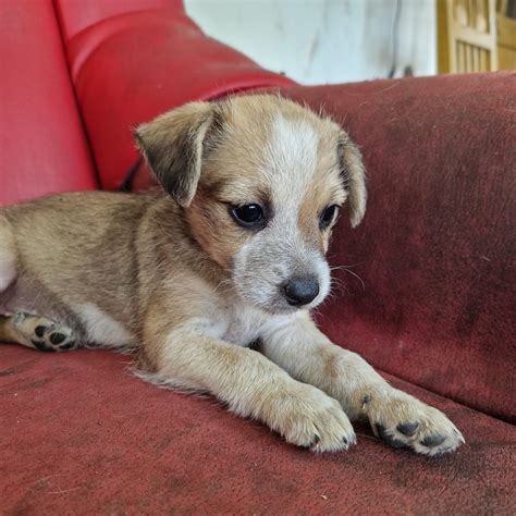 Pippa Is Deep In Thought Scrolller