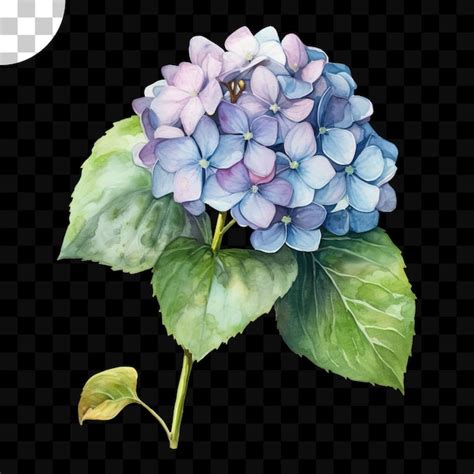 Frozen Hydrangea Psd 600 High Quality Free Psd Templates For Download