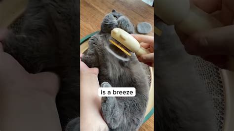 Why Cat Grooming Is So Important Housepetscare Com