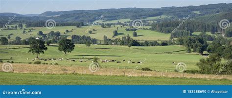 Landscape With Cows In Ardennes Region Of Belgian Part Wallonia In