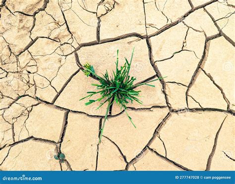 Green Grass Growing Out Of Dry Cracked Earth With A Interesting Pattern