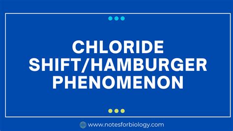 Chloride Shift Or Hamburger Phenomenon Best Biology Notes