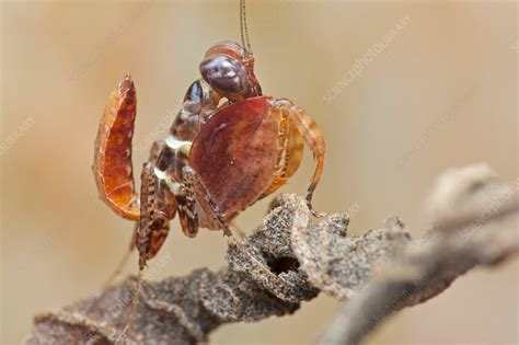 Boxer Mantis Nymph Stock Image C0358762 Science Photo Library