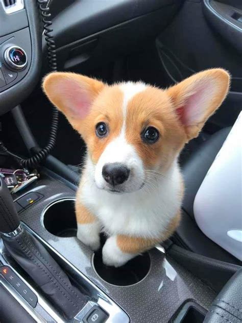 My Friend Got This Awesome Pic Of My Corgi Being Angry Rcorgi