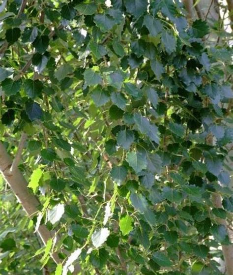 新疆杨山西大同大学农学与生命科学学院