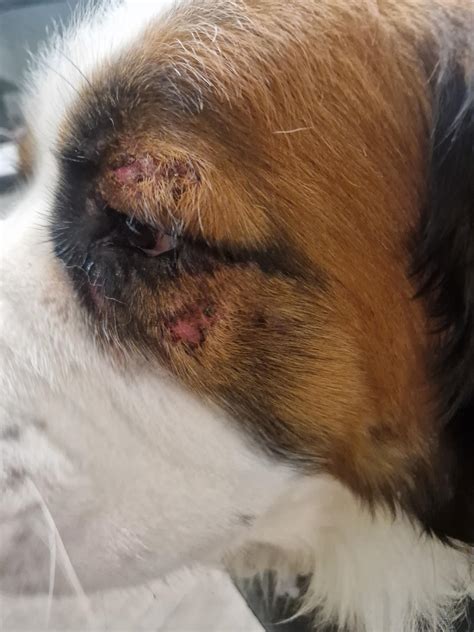 Scratching Face Help Rstbernards