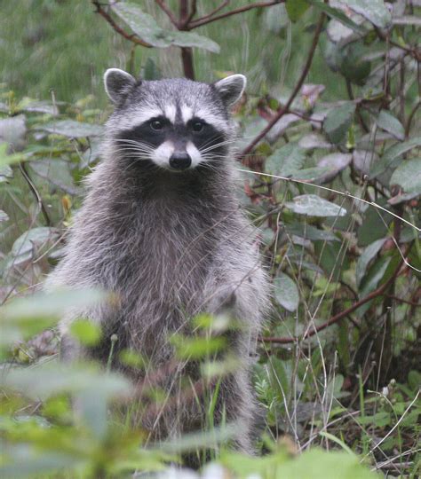 Procyon Lotor Raccoons — Coke Smith Wildlife