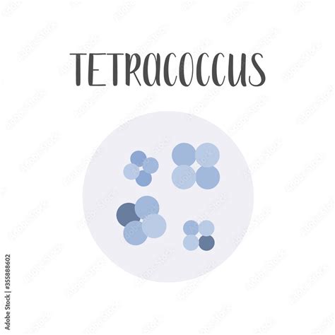 Tetracoccus Bacteria Classification Spherical Shapes Of Bacteria
