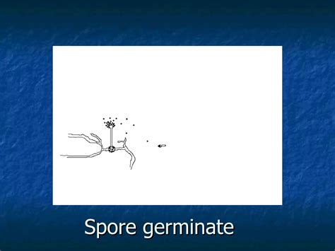 Sexual Spore Formation In Fungi Zygospore Ppt