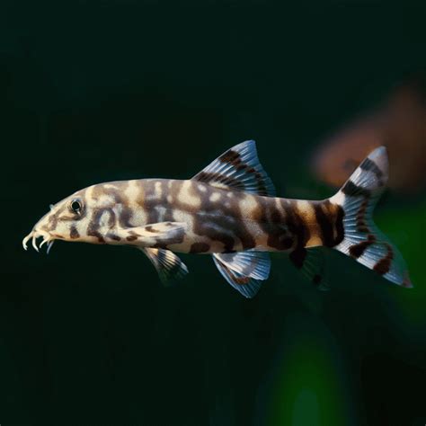 Yoyo Pakistani Loach Botia Almorhae