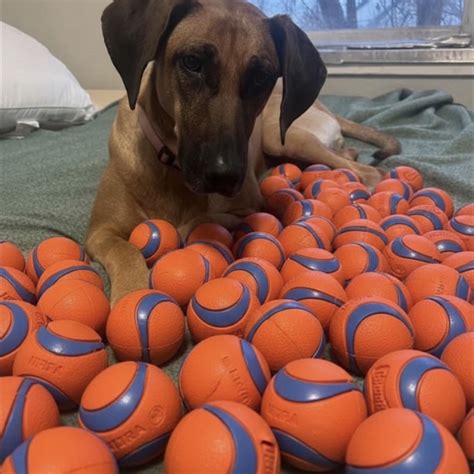 Abc News Gov Ron Desantis Helps Hold An Invasive Burmese Python As
