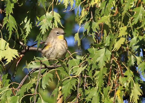 Best Fall Warbler Flock Ever Fathersonbirding