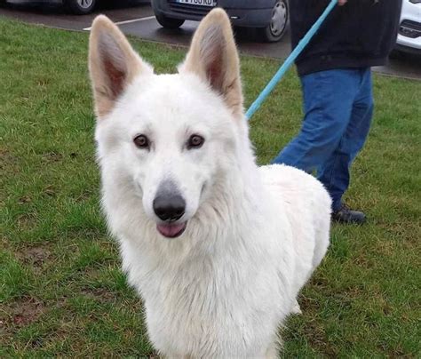Adoption De Whisky Reserve Indéfinie Chien Berger Blanc Suisse Région