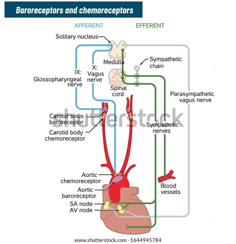 Barorreceptores Y Receptores De Quimioterapia Estructura Vector De