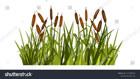 Swamp Grass Illustration Vector Reed Plant Stock Vector Royalty Free