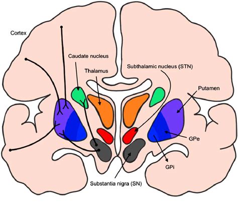 Subthalamic Nucleus Anatomy