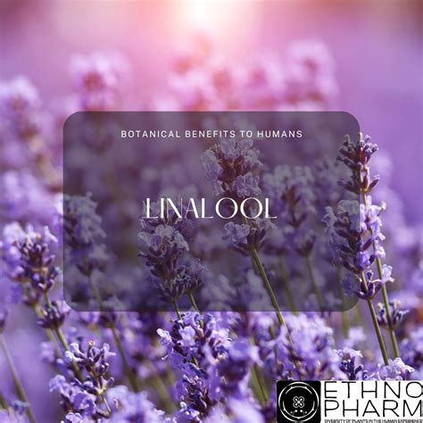 Linalool Important Bioactive From Plants Ethnopharm