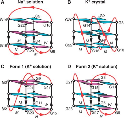 Schematic Structures Of Intramolecular G Quadruplexes Formed By The