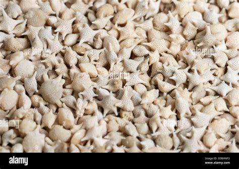 Star Sand Hoshizuna Living Sand Star Shaped Skeletal Remains Marine