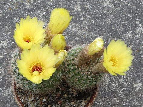 Parodia Concinna Sun Cup World Of Succulents