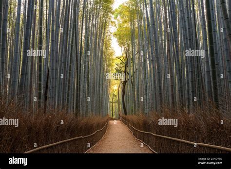 A Path In Arashiyama Bamboo Forest Kyoto Japan Bamboo Forest With