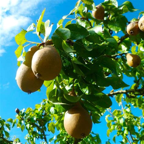 Comice Pear Tree Tooleys Trees